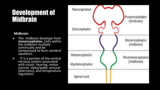 Midbrain | PPT
