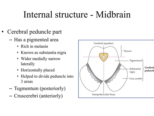 Midbrain | PDF | Brain and Nervous System Disorders | Diseases and Conditions