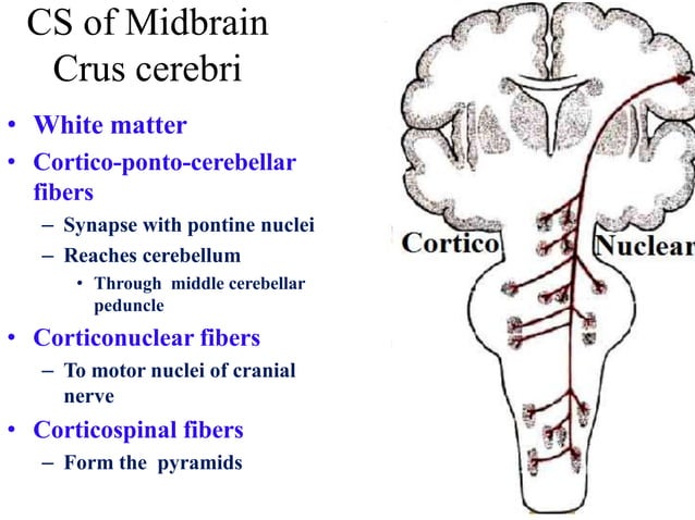 Midbrain | PDF | Brain and Nervous System Disorders | Diseases and ...