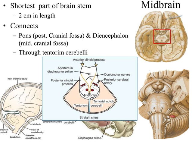 Midbrain | PDF | Brain and Nervous System Disorders | Diseases and Conditions