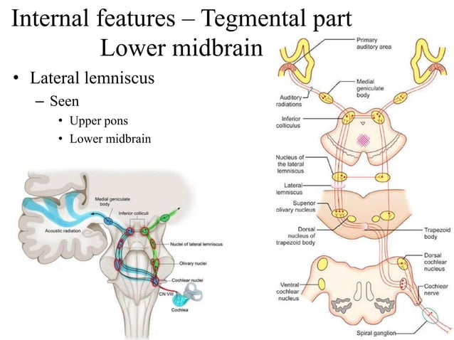 Midbrain | PDF | Brain and Nervous System Disorders | Diseases and Conditions