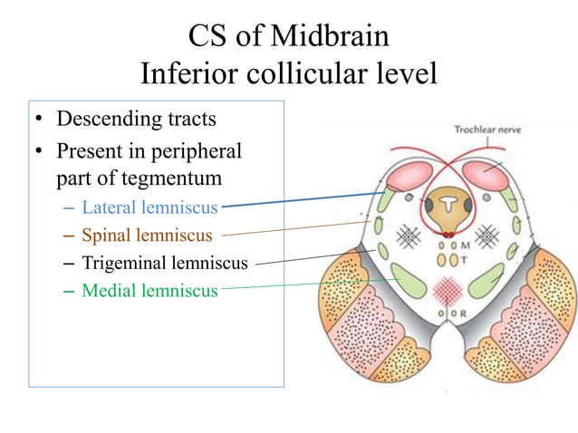Midbrain | PDF | Brain and Nervous System Disorders | Diseases and ...