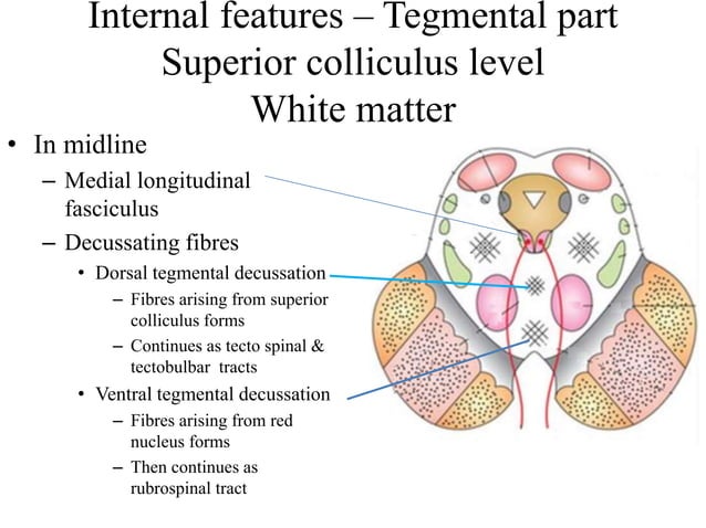 Midbrain | PDF | Brain and Nervous System Disorders | Diseases and ...
