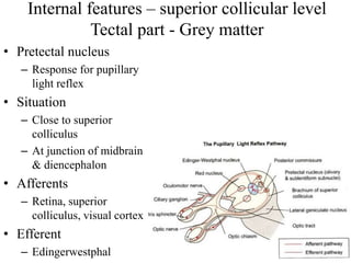 Midbrain | PDF