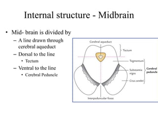 Midbrain | PDF