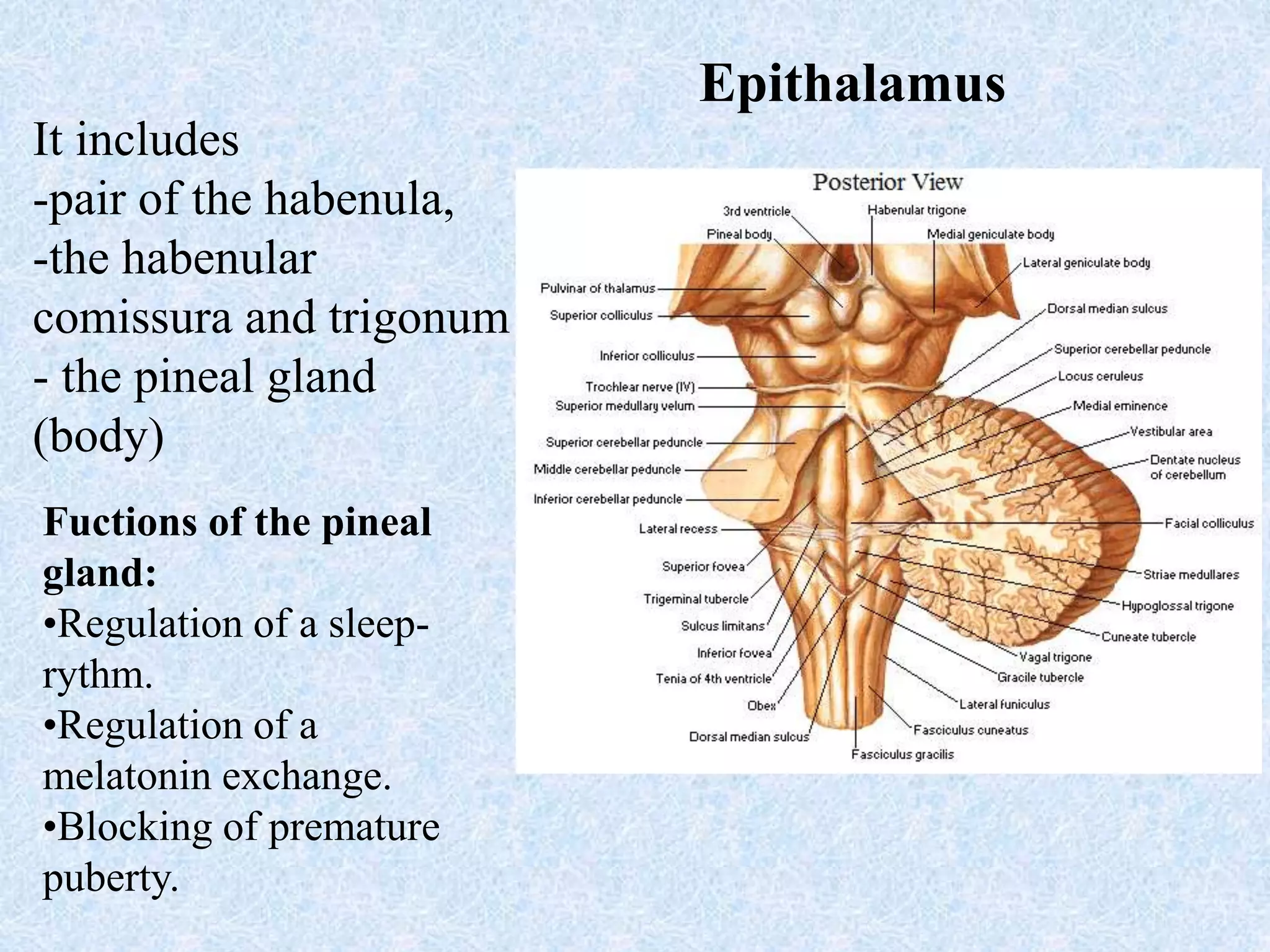 Midbrain. Diencephalon.pptx
