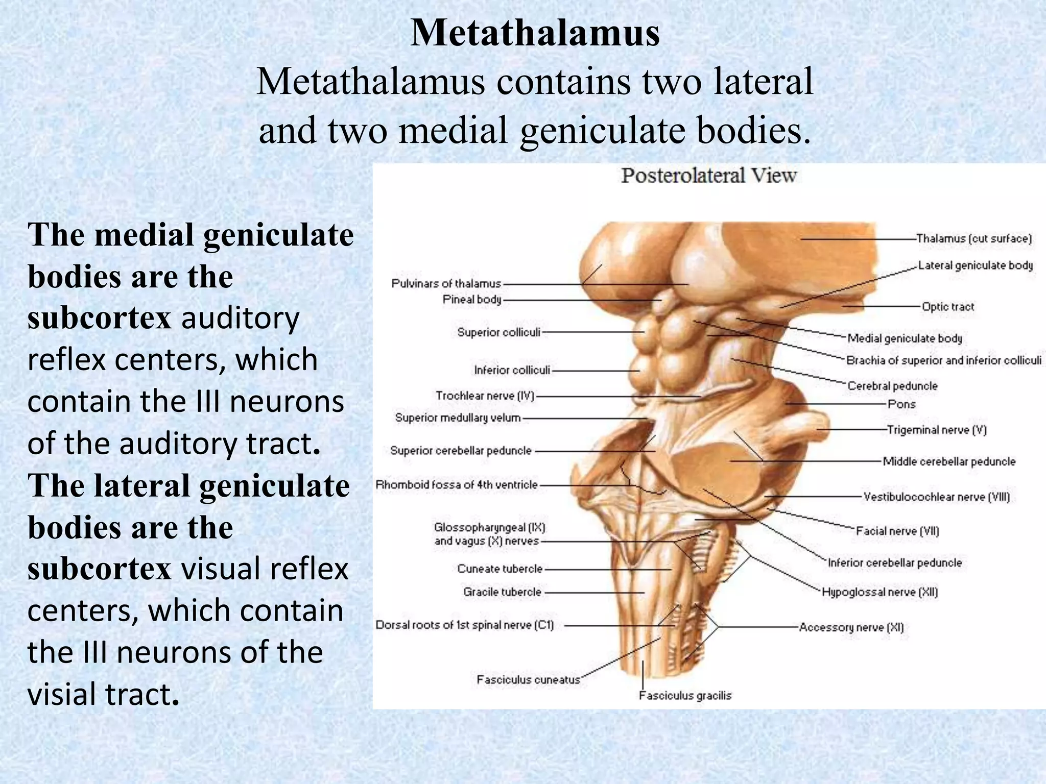 Midbrain. Diencephalon.pptx