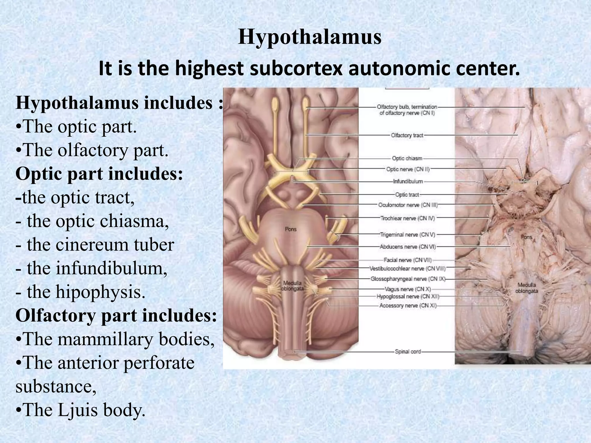 Midbrain. Diencephalon.pptx