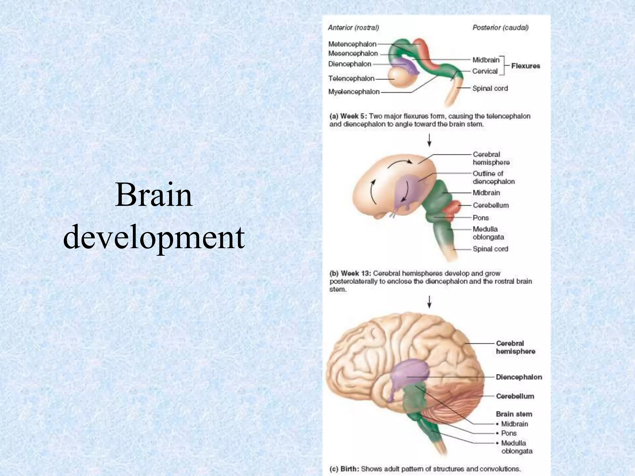 Midbrain. Diencephalon.pptx