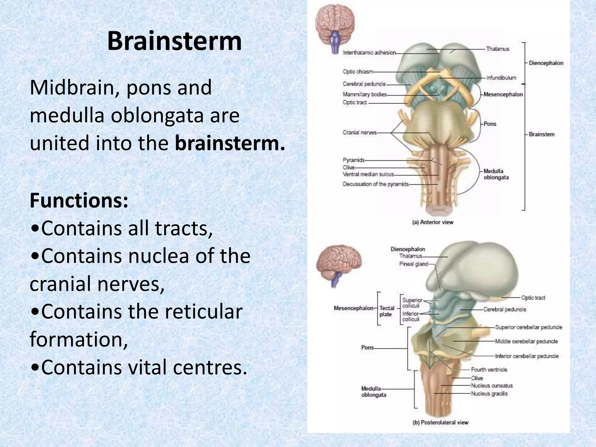 Midbrain. Diencephalon.pptx