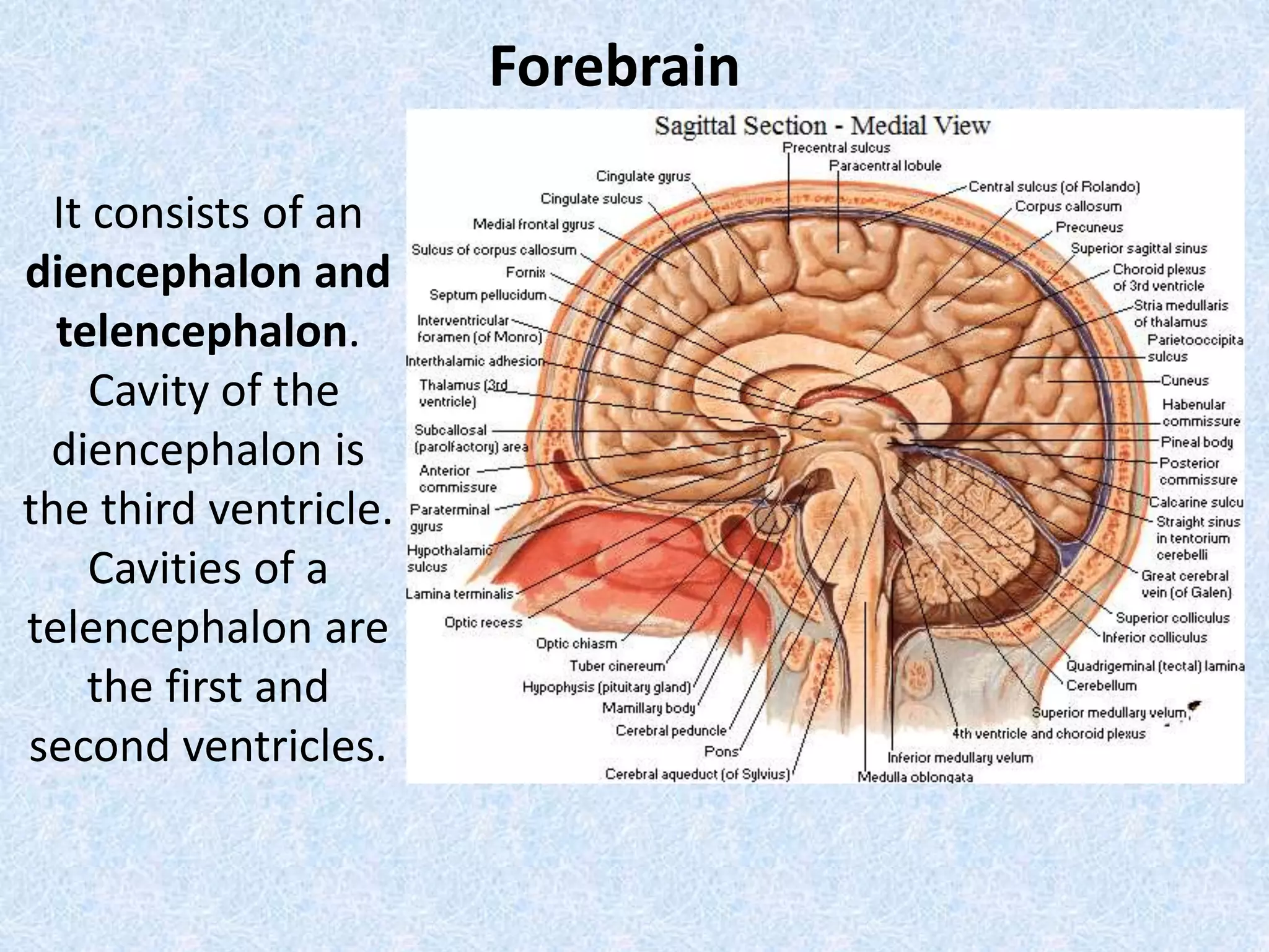 Midbrain. Diencephalon.pptx