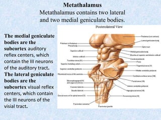 Midbrain. Diencephalon.pptx