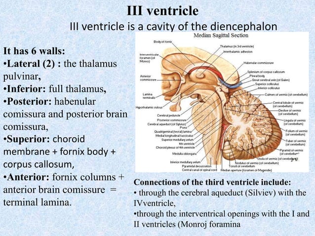 Midbrain. Diencephalon.pptx