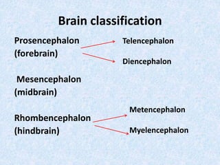 Midbrain. Diencephalon.pptx