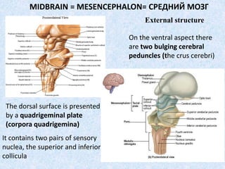 Midbrain. Diencephalon.pptx