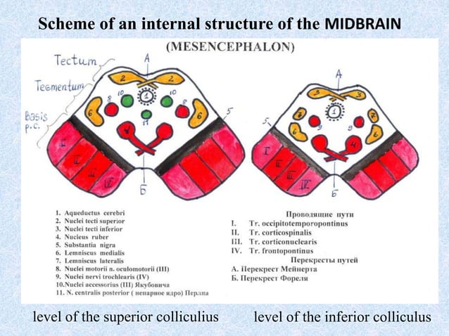 Midbrain. Diencephalon.pptx