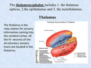 Midbrain. Diencephalon.pptx