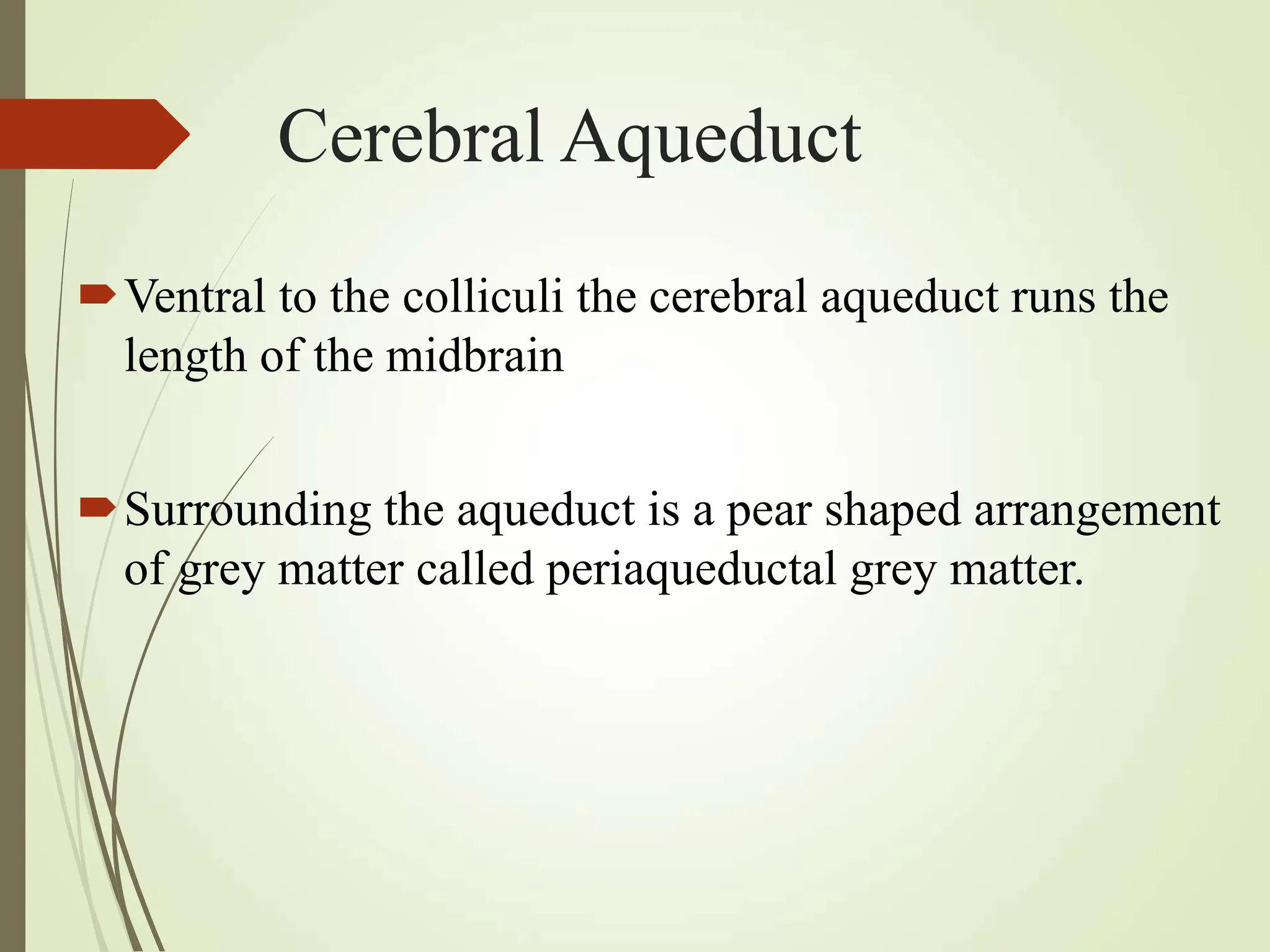 Midbrain anatomy points functions noges.ppt