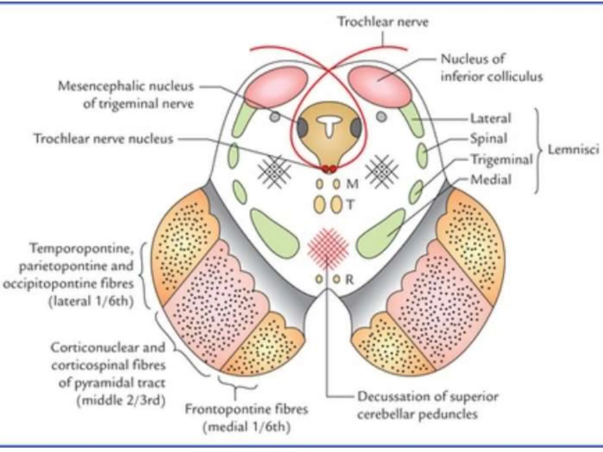 Midbrain anatomy points functions noges.ppt