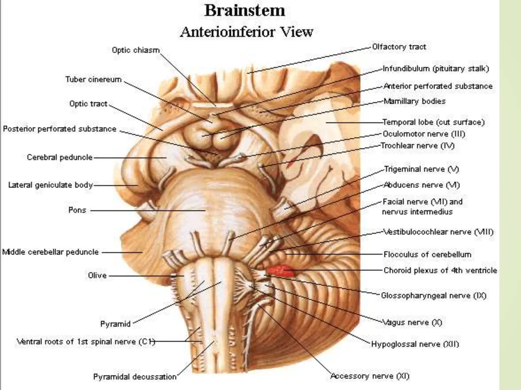 Midbrain anatomy points functions noges.ppt