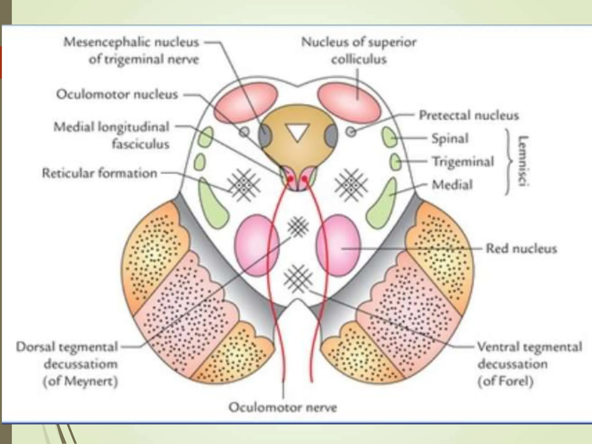 Midbrain anatomy points functions noges.ppt