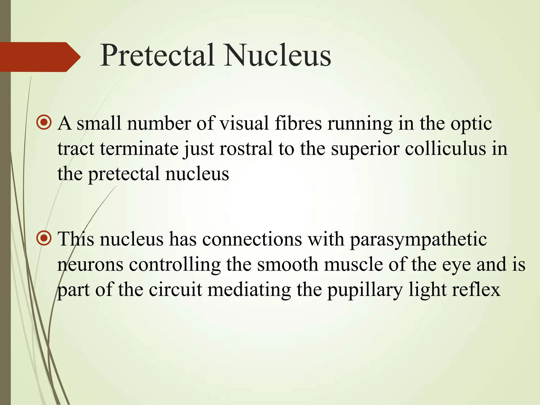 Midbrain anatomy points functions noges.ppt