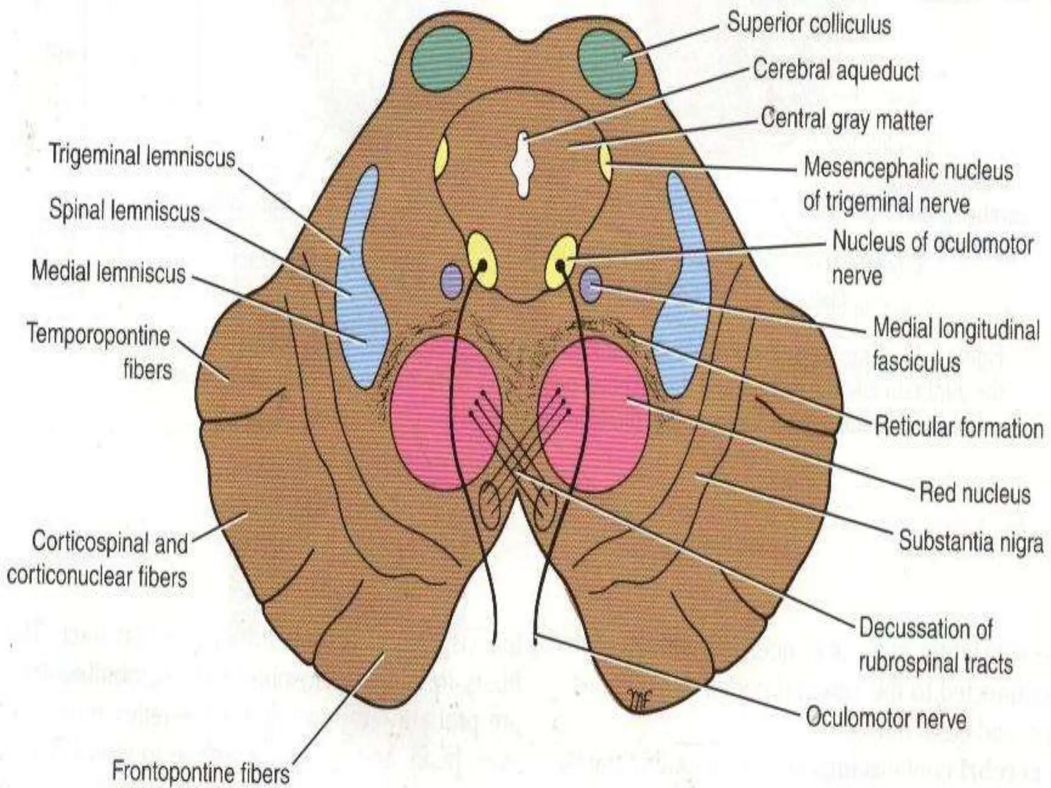 Midbrain anatomy points functions noges.ppt