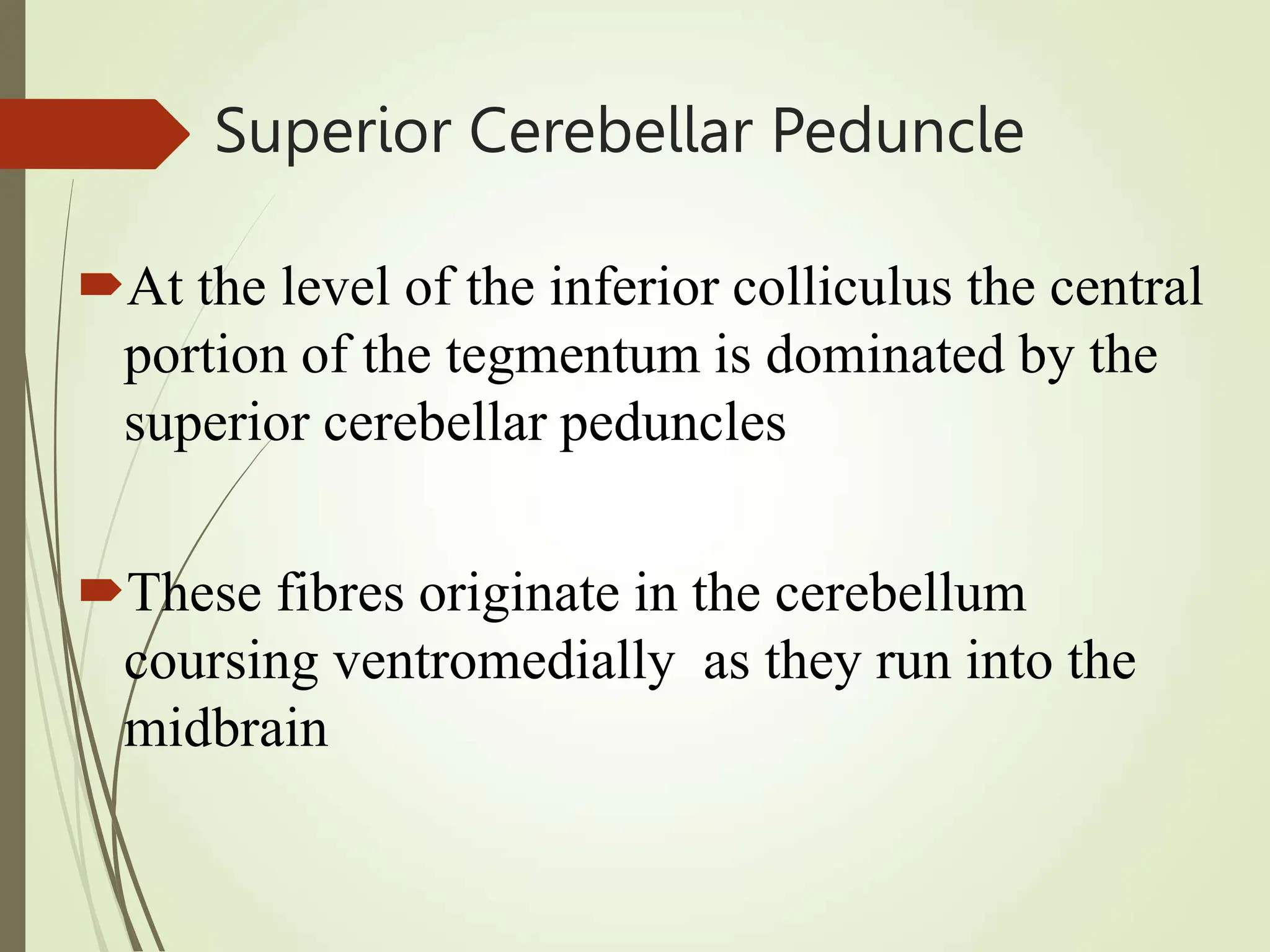 Midbrain anatomy points functions noges.ppt