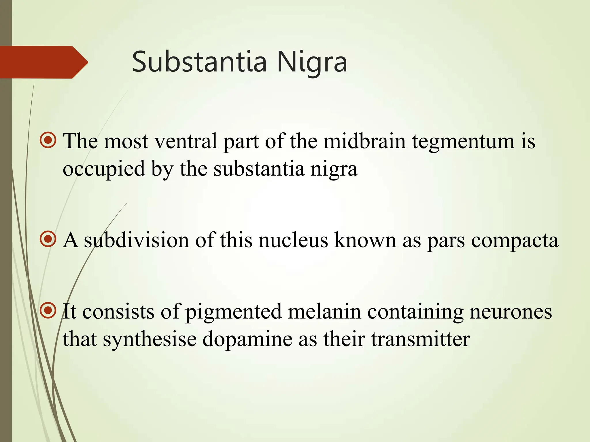 Midbrain anatomy points functions noges.ppt