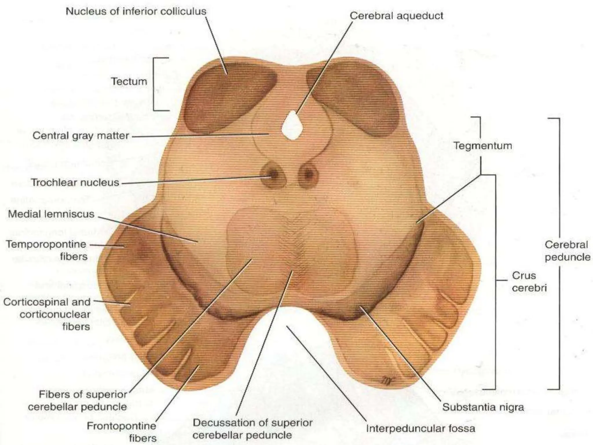 Midbrain anatomy points functions noges.ppt