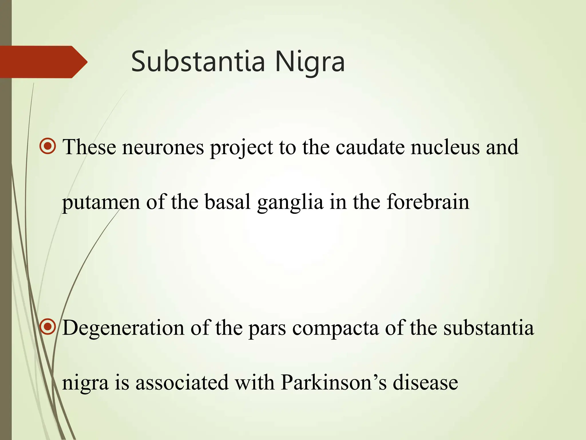 Midbrain anatomy points functions noges.ppt
