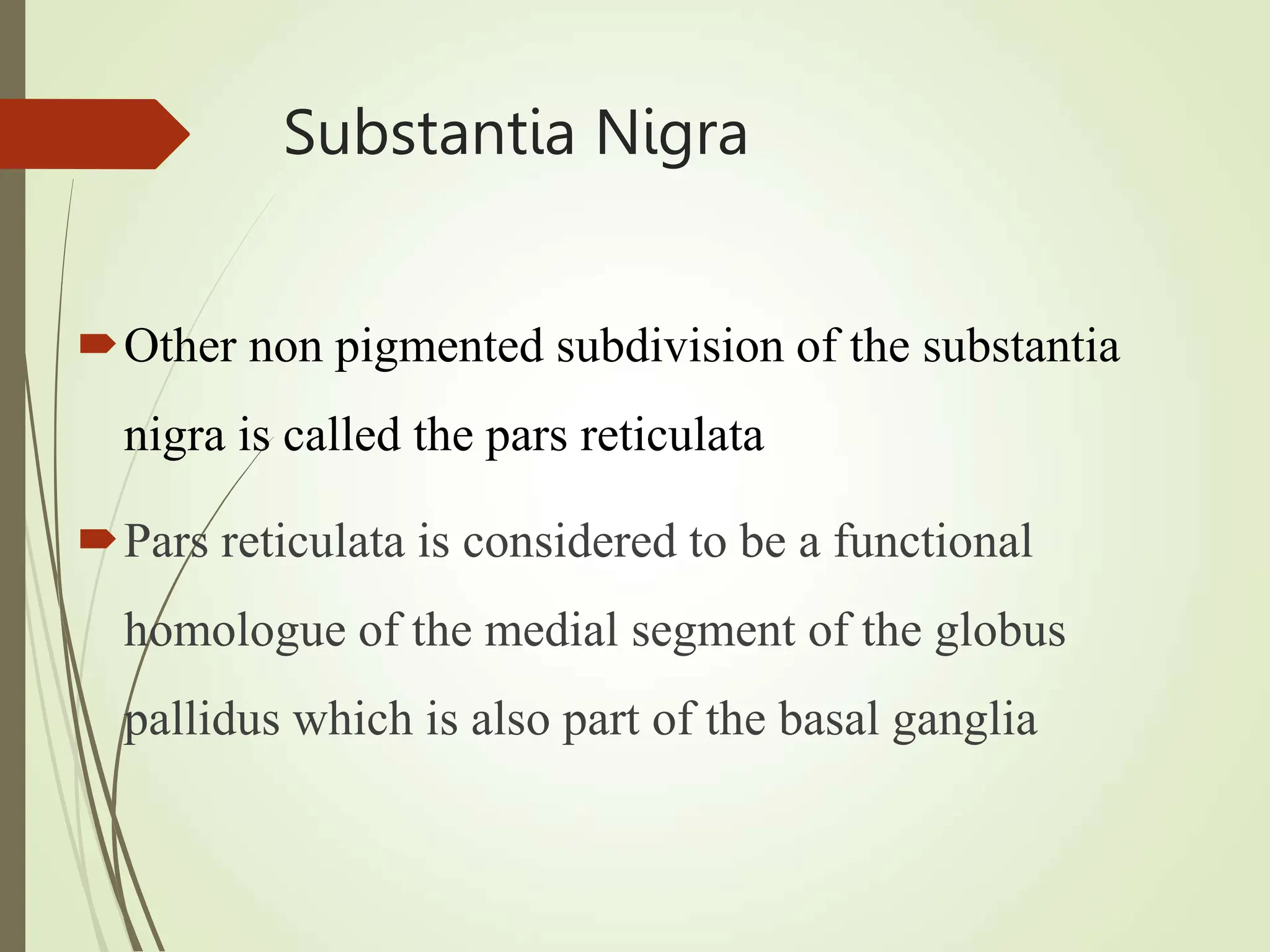 Midbrain anatomy points functions noges.ppt