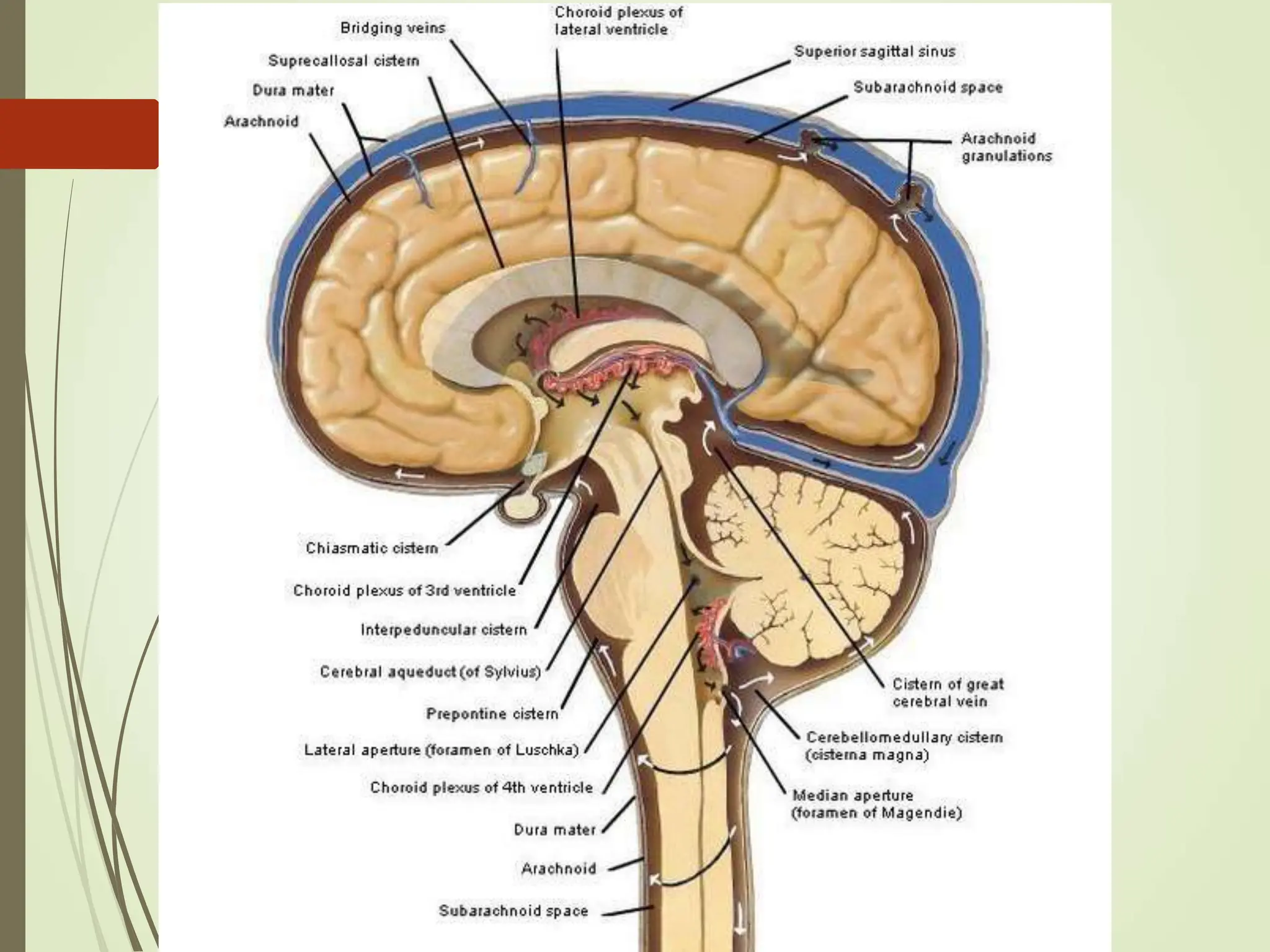 Midbrain anatomy points functions noges.ppt