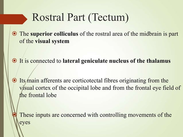 Midbrain anatomy points functions noges.ppt | Brain and Nervous System ...