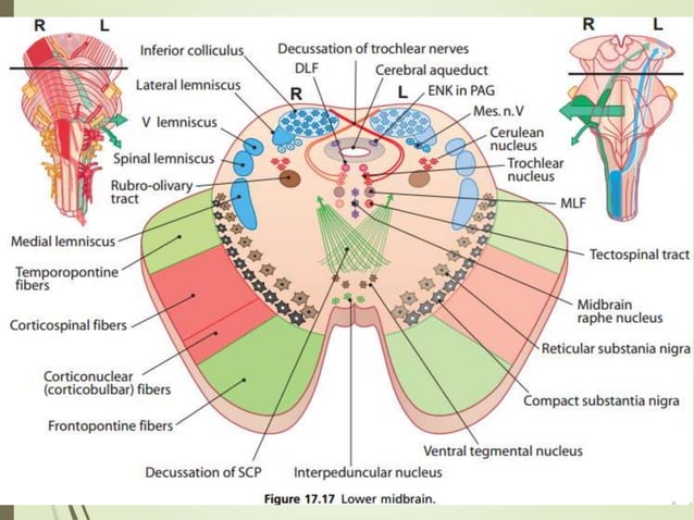 Midbrain anatomy points functions noges.ppt | Brain and Nervous System ...