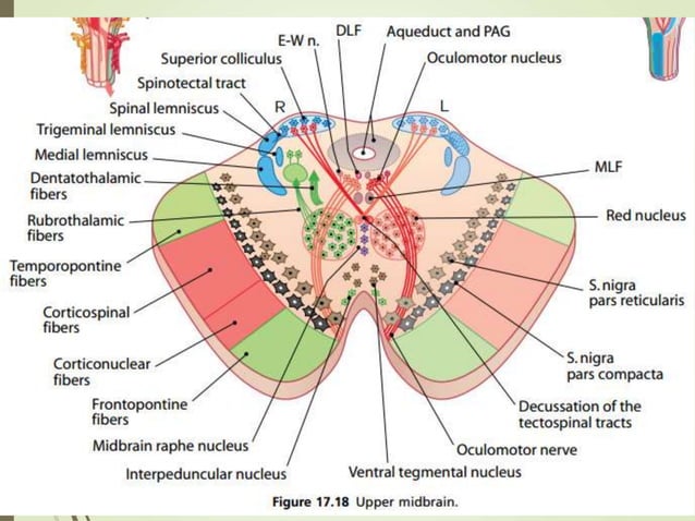 Midbrain anatomy points functions noges.ppt | Brain and Nervous System Disorders | Diseases and ...