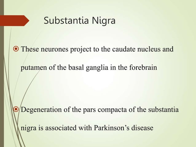 Midbrain anatomy points functions noges.ppt | Brain and Nervous System ...