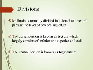 Midbrain anatomy points functions noges.ppt