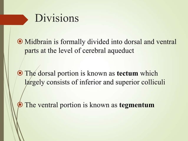 Midbrain anatomy points functions noges.ppt