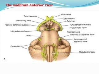 MIDBRAIN.pptx structure and its functions | PPTX
