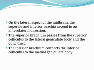 MIDBRAIN.pptx structure and its functions | PPTX