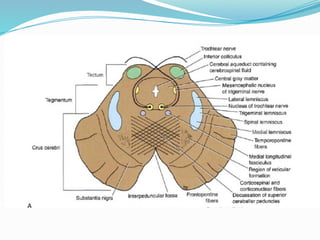 MIDBRAIN.pptx structure and its functions | PPTX