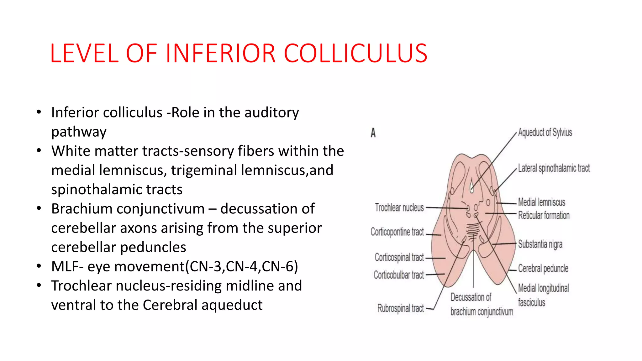 Mid brain anatomy and vascular syndromes | PPTX