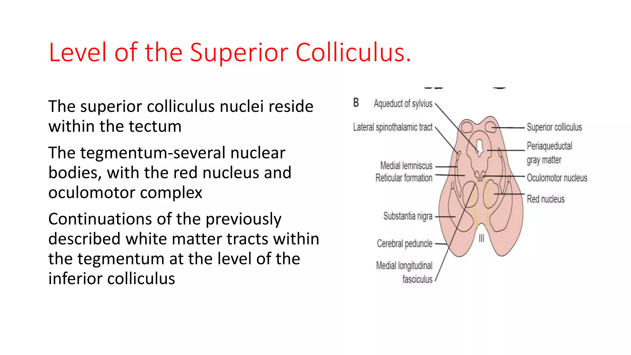 Mid brain anatomy and vascular syndromes | PPTX