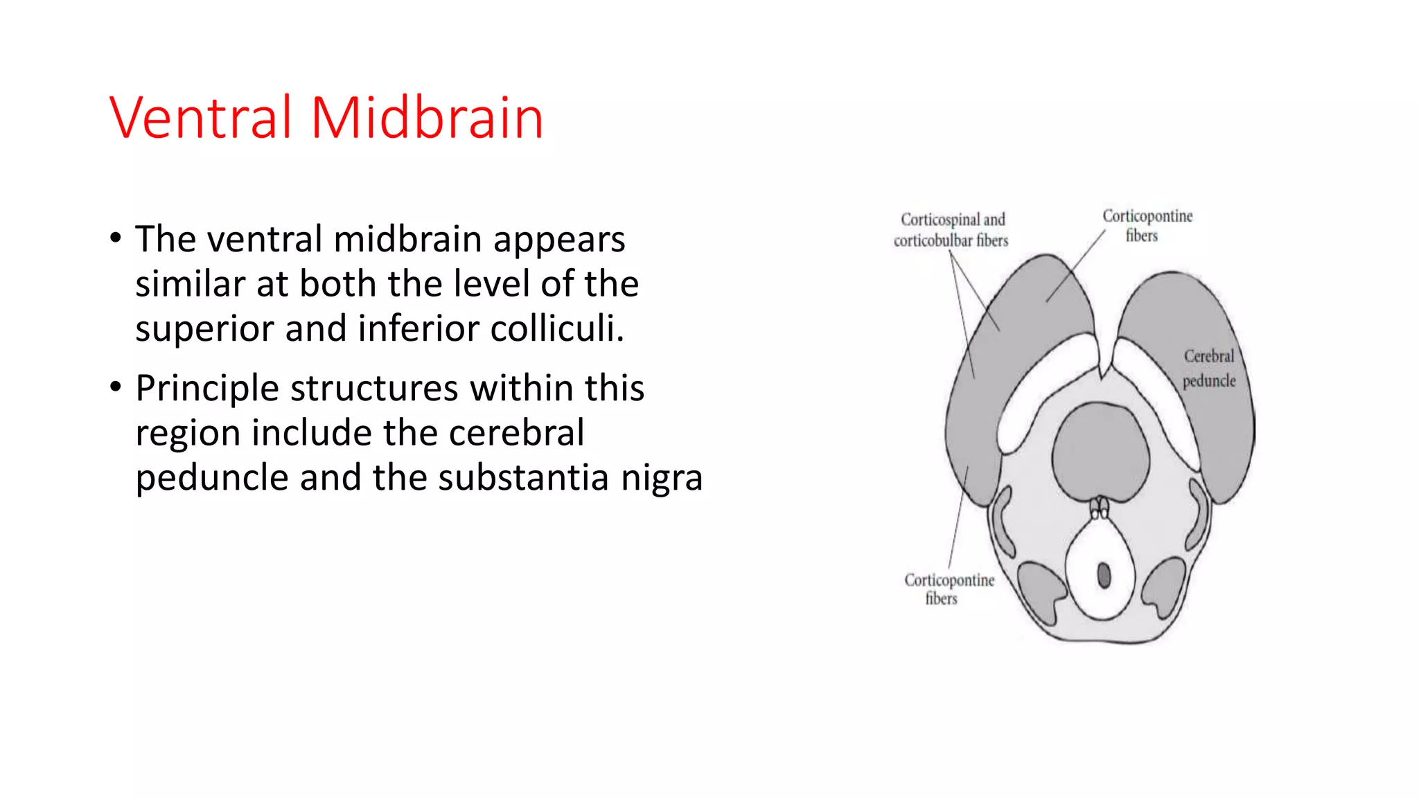 Mid brain anatomy and vascular syndromes | PPTX
