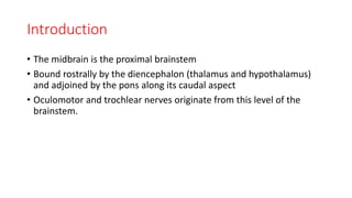 Mid brain anatomy and vascular syndromes | PPTX