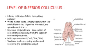 Mid brain anatomy and vascular syndromes | PPTX | Brain and Nervous ...