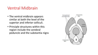 Mid brain anatomy and vascular syndromes | PPTX