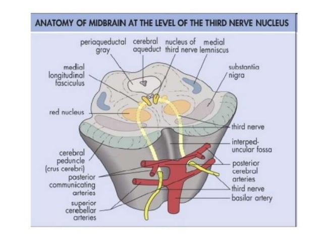 Midbrain-Neuroradiology | PPTX