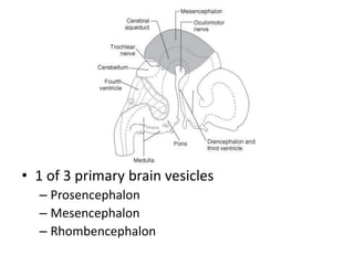 Midbrain-Neuroradiology | PPTX